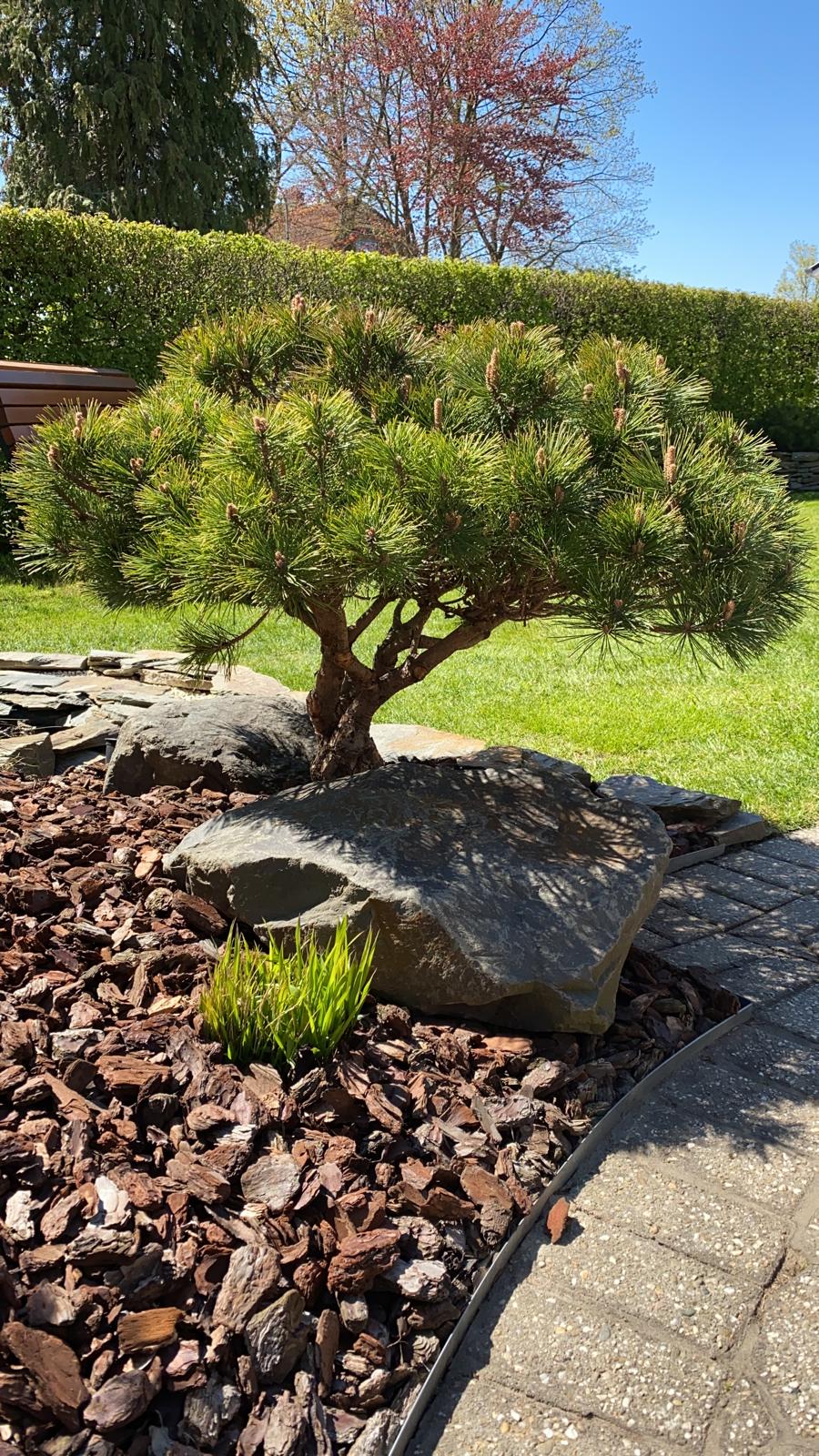 Yamadori Bonsai Pinien - Startseite