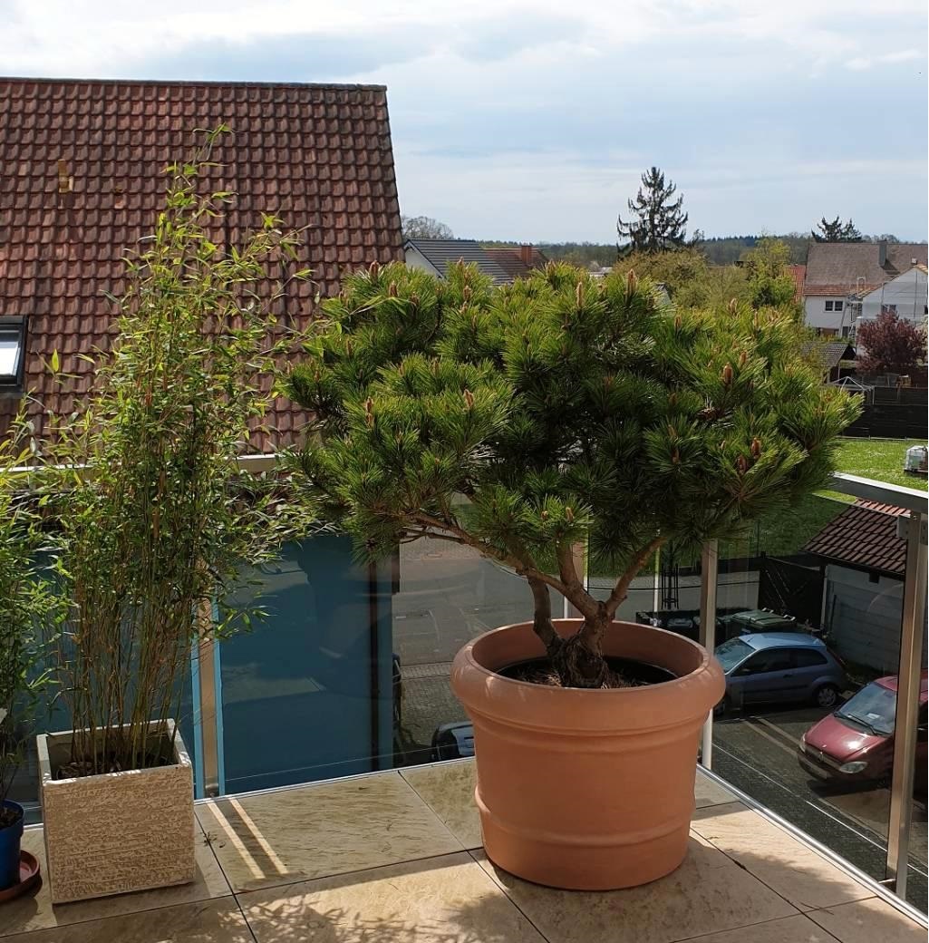 Yamadori Bonsai Pinien - Startseite
