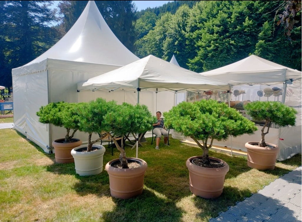 Yamadori Bonsai Pinien - Startseite
